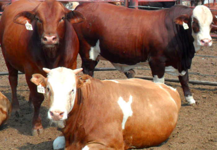 Quienes Somos – CARNICOS DEL NORESTE